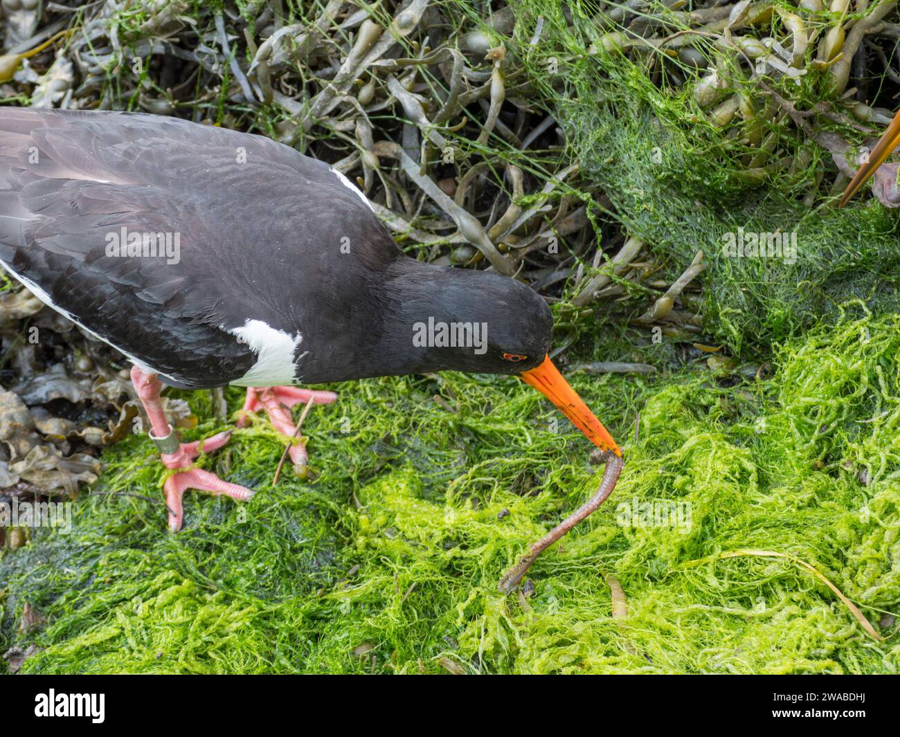 A Eurasian oystercatcher (Haematopus ostralegus) also known as the ...