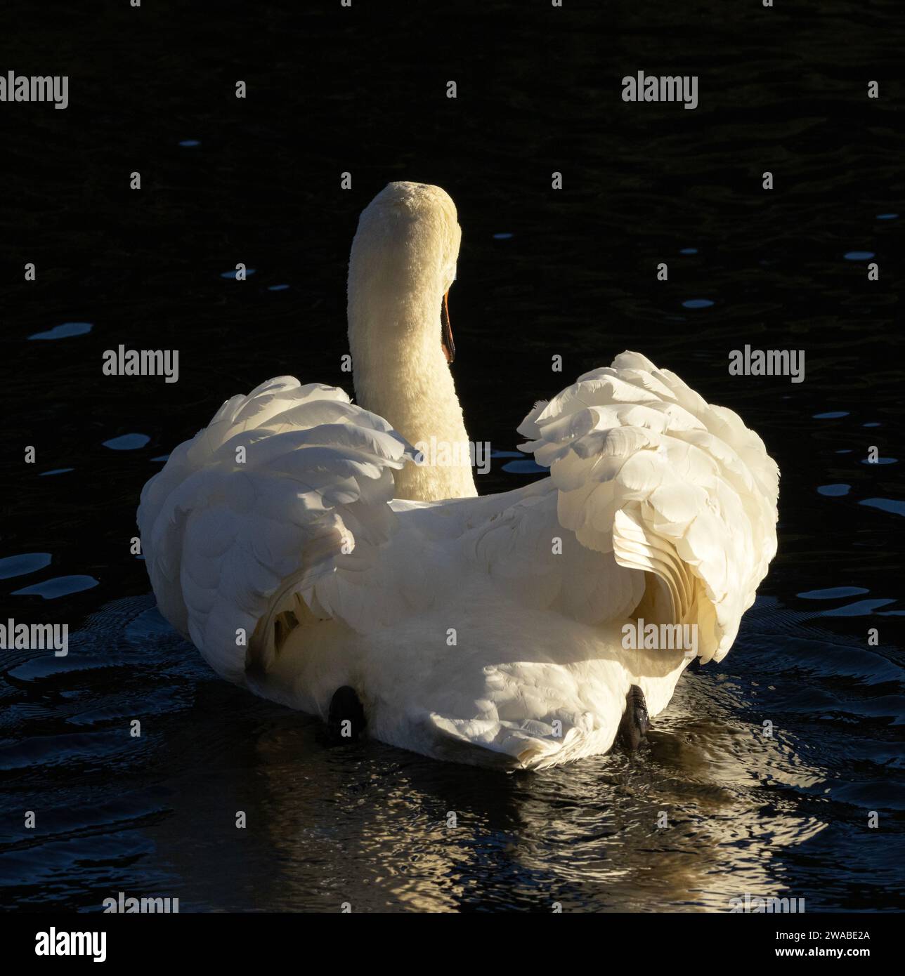 With wings arched in a typical pose a cob Mute Swan swims in a posture to attract his life-long ...