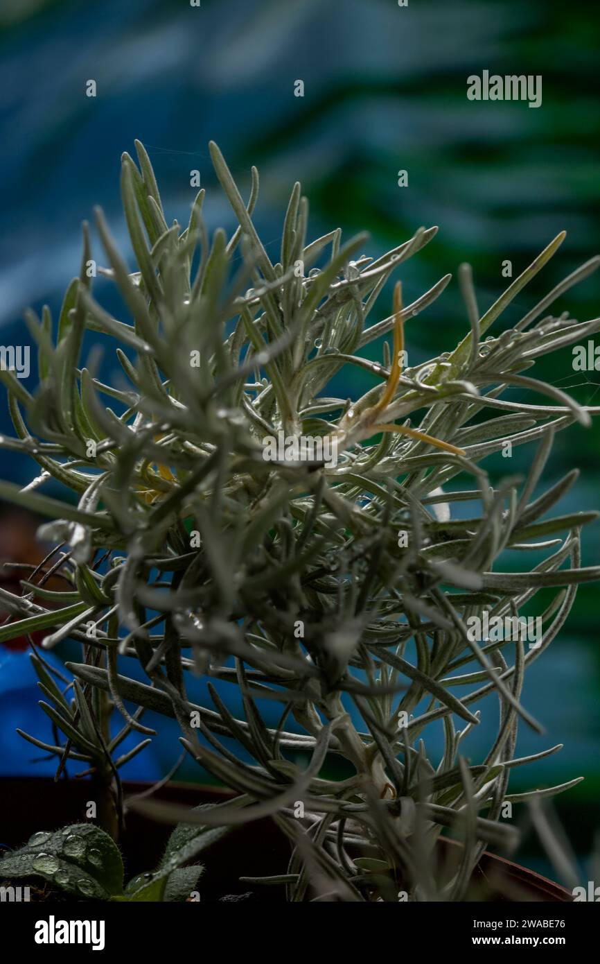 Semi abstract environmental portrait demonstrating natural patterns ...