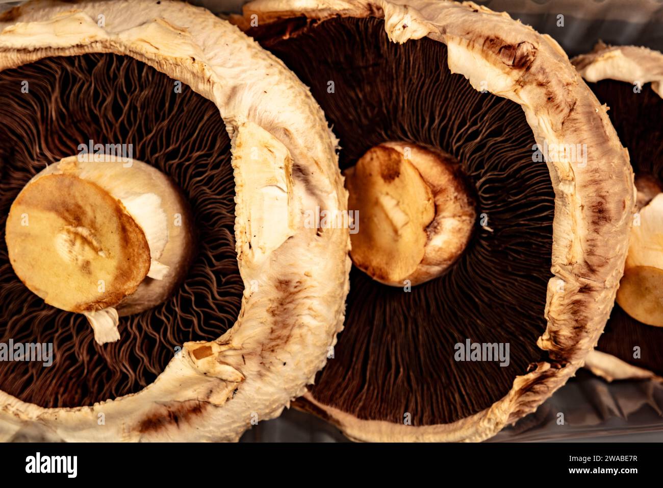 Very close up, macro, food still life of large mushroom, high ...