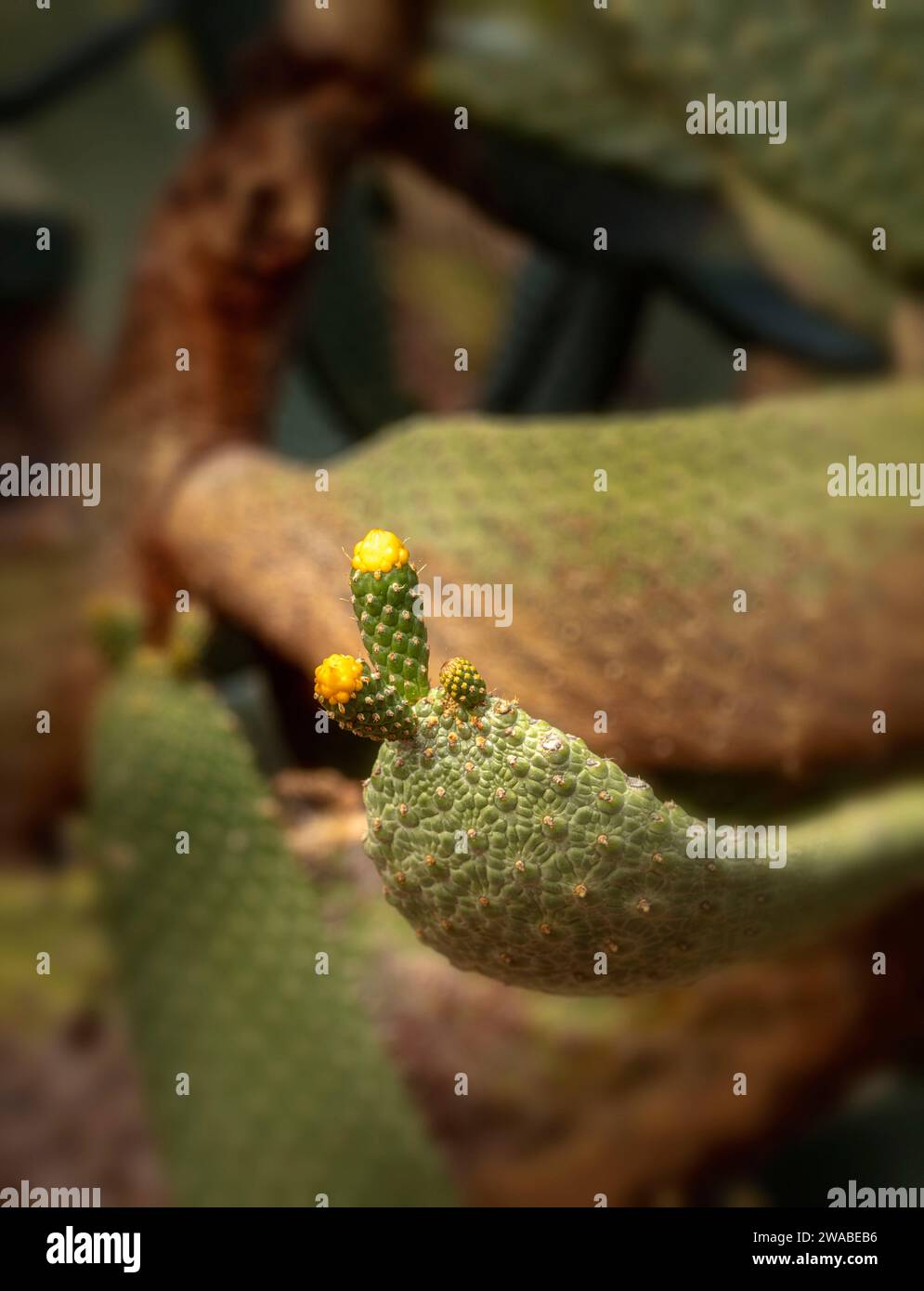 Michelangelo console hi-res stock photography and images - Alamy