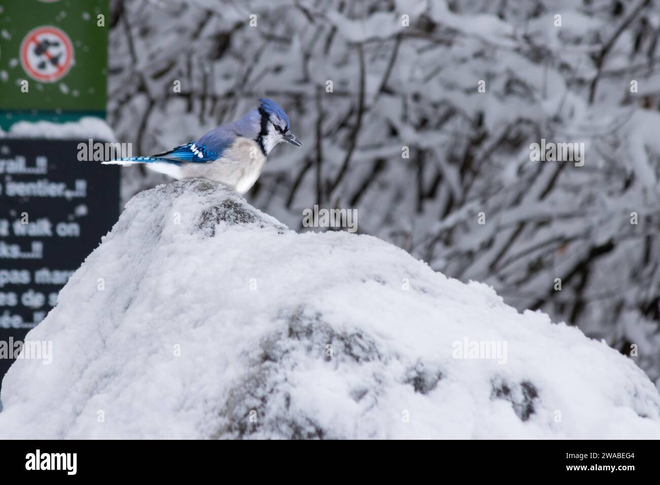 Bluejay in snowy tree hi-res stock photography and images - Alamy