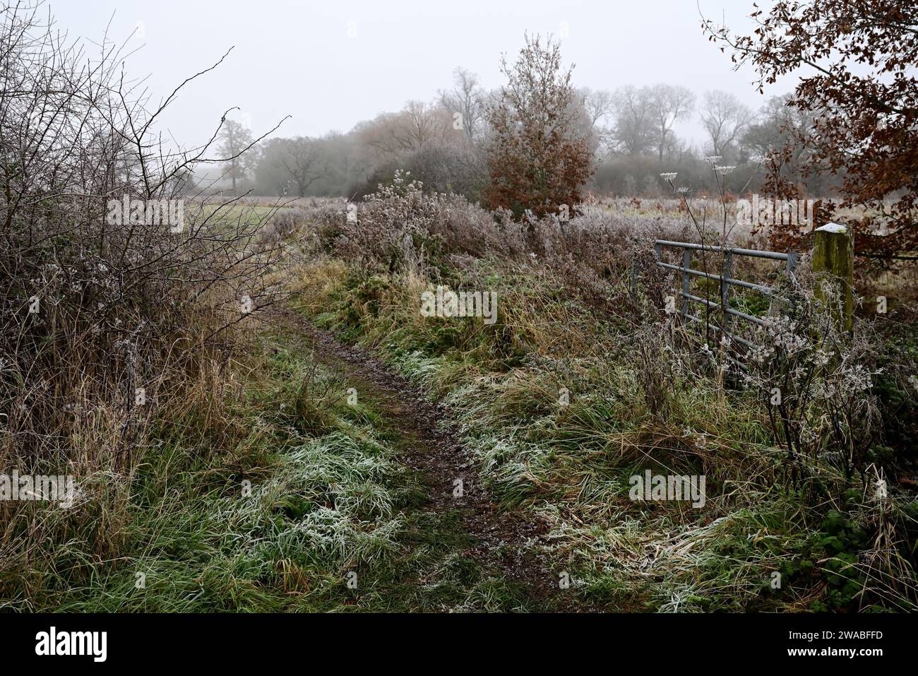 An overgrown field gateway on a frosty winter morning Stock Photo - Alamy