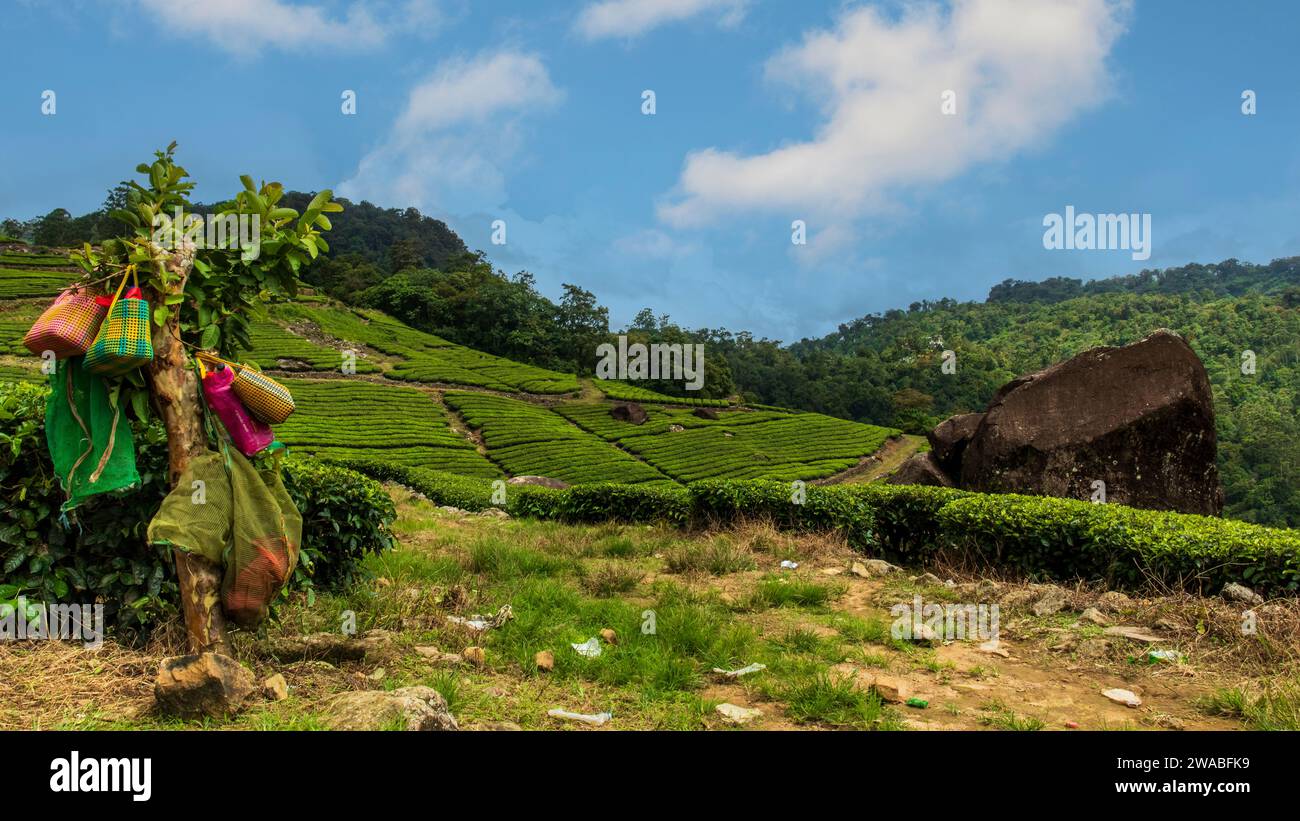 colourful and fascinating view of a local tea garden at Munnar.Munnar ...