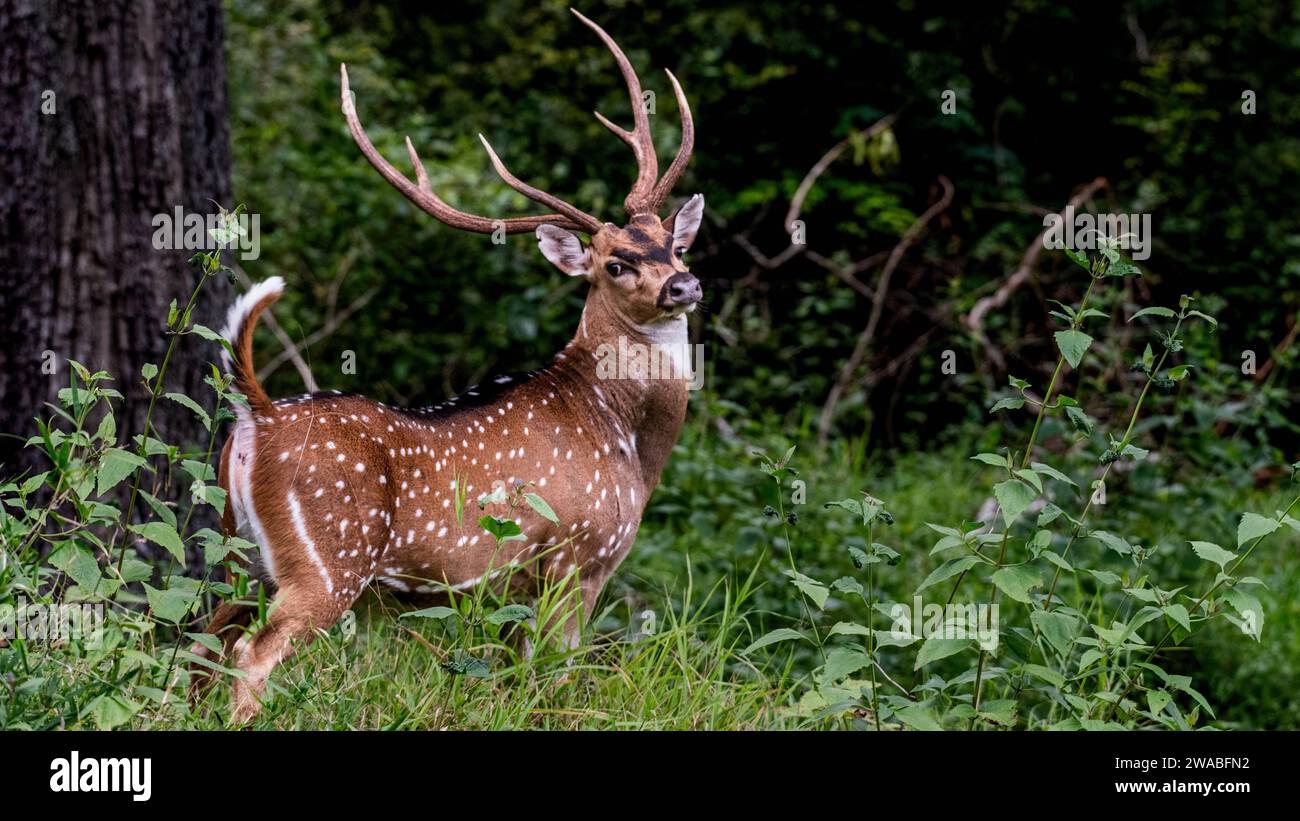 Spotted deer, also known as axis deer, are graceful and elegant ...