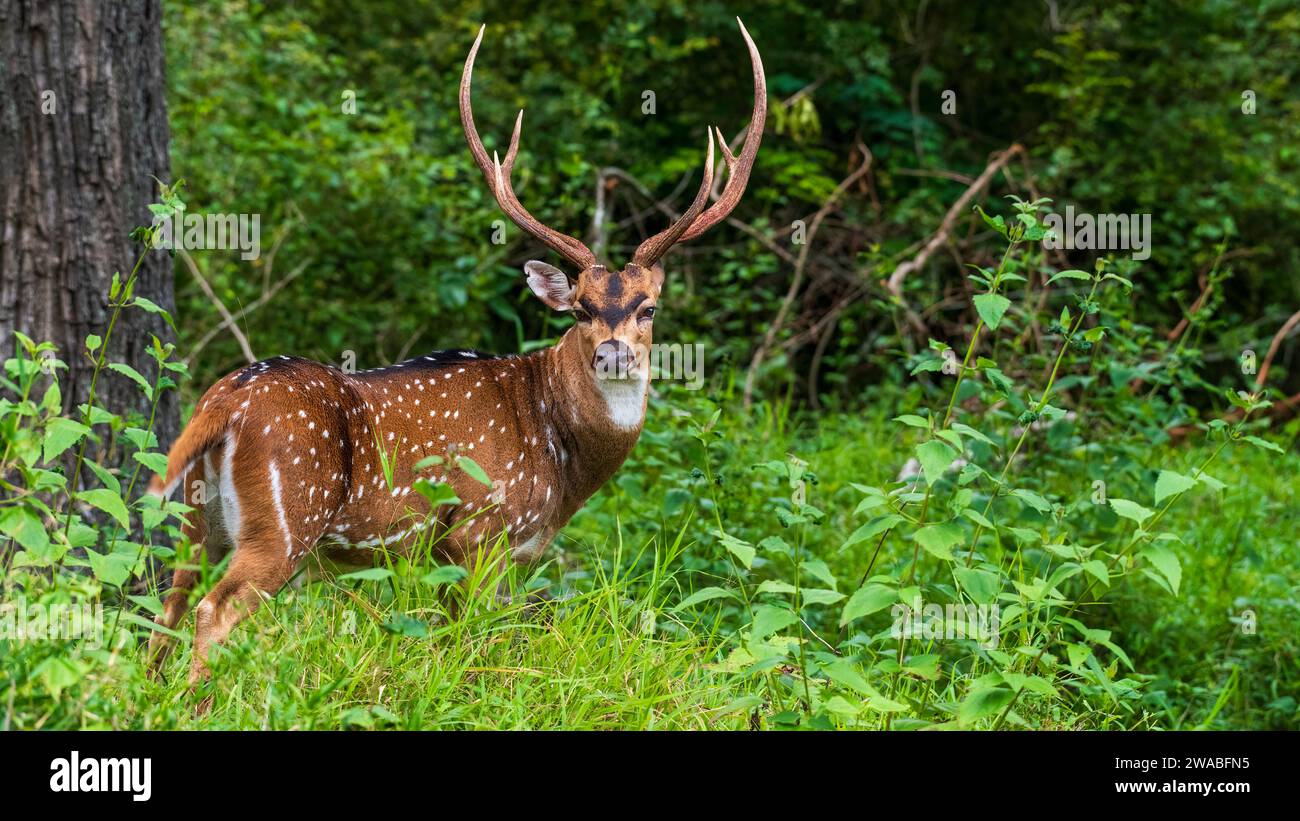 Spotted deer, also known as axis deer, are graceful and elegant ...