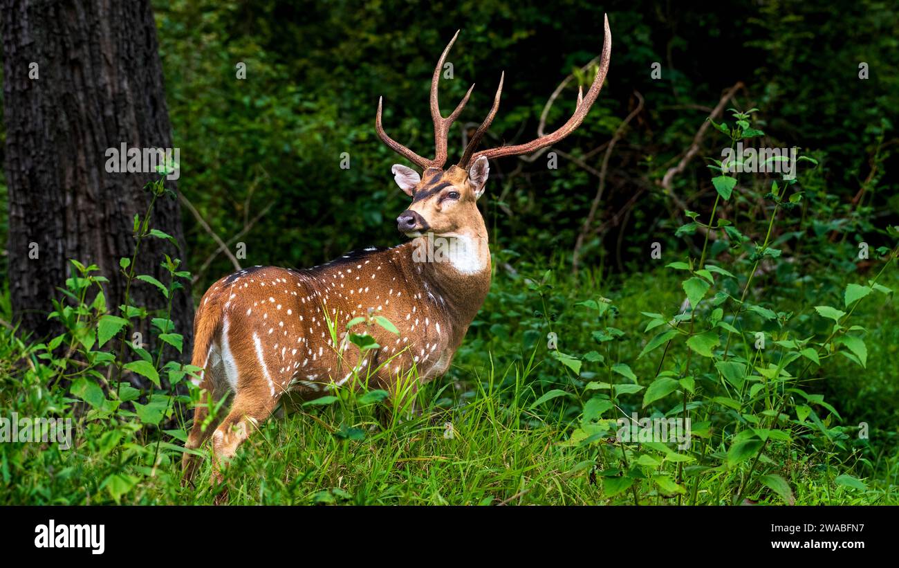 Spotted deer, also known as axis deer, are graceful and elegant ...