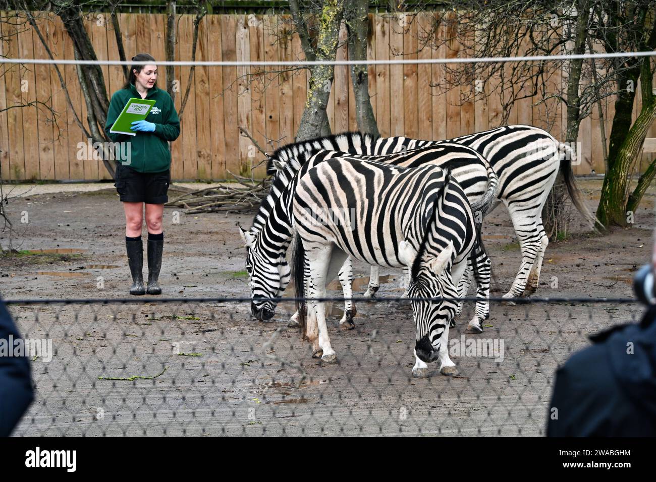 London, UK. 3rd Jan, 2024. Chapman's zebras during Annual Stocktake at ...