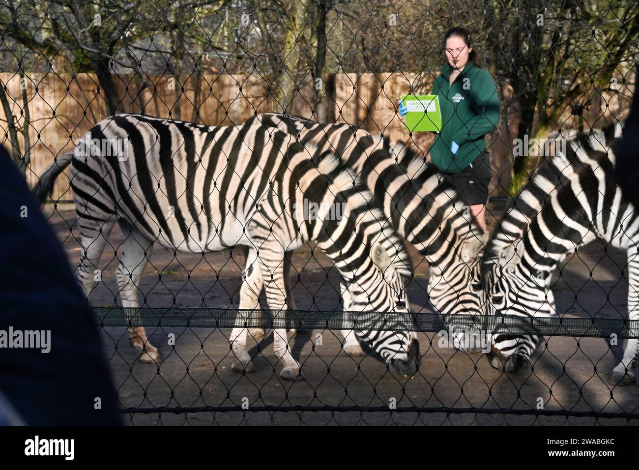 London, UK. 3rd Jan, 2024. Chapman's zebras during Annual Stocktake at ...