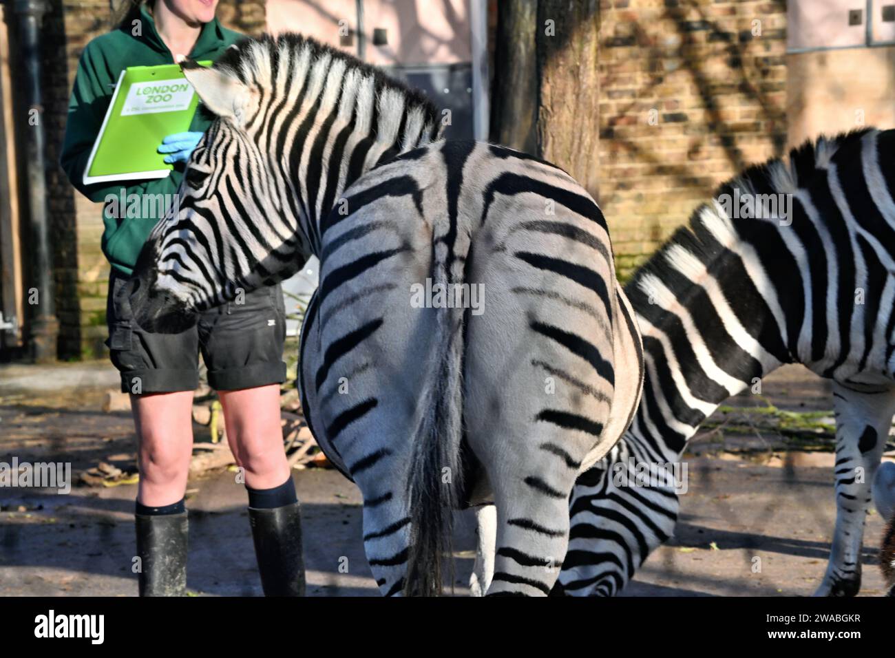 London, UK. 3rd Jan, 2024. Chapman's zebras during Annual Stocktake at ...