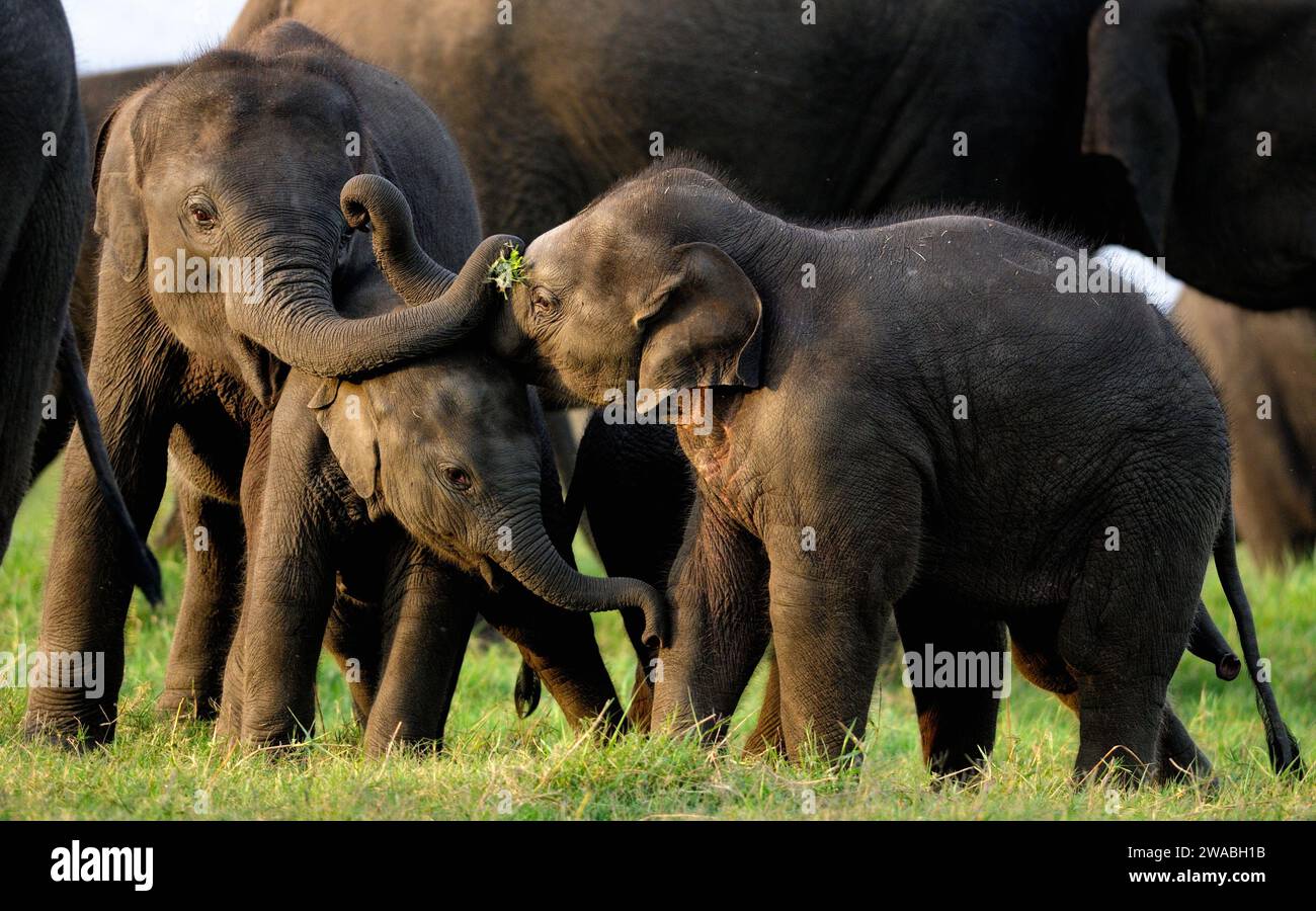 Baby elephant with siblings hi-res stock photography and images - Alamy