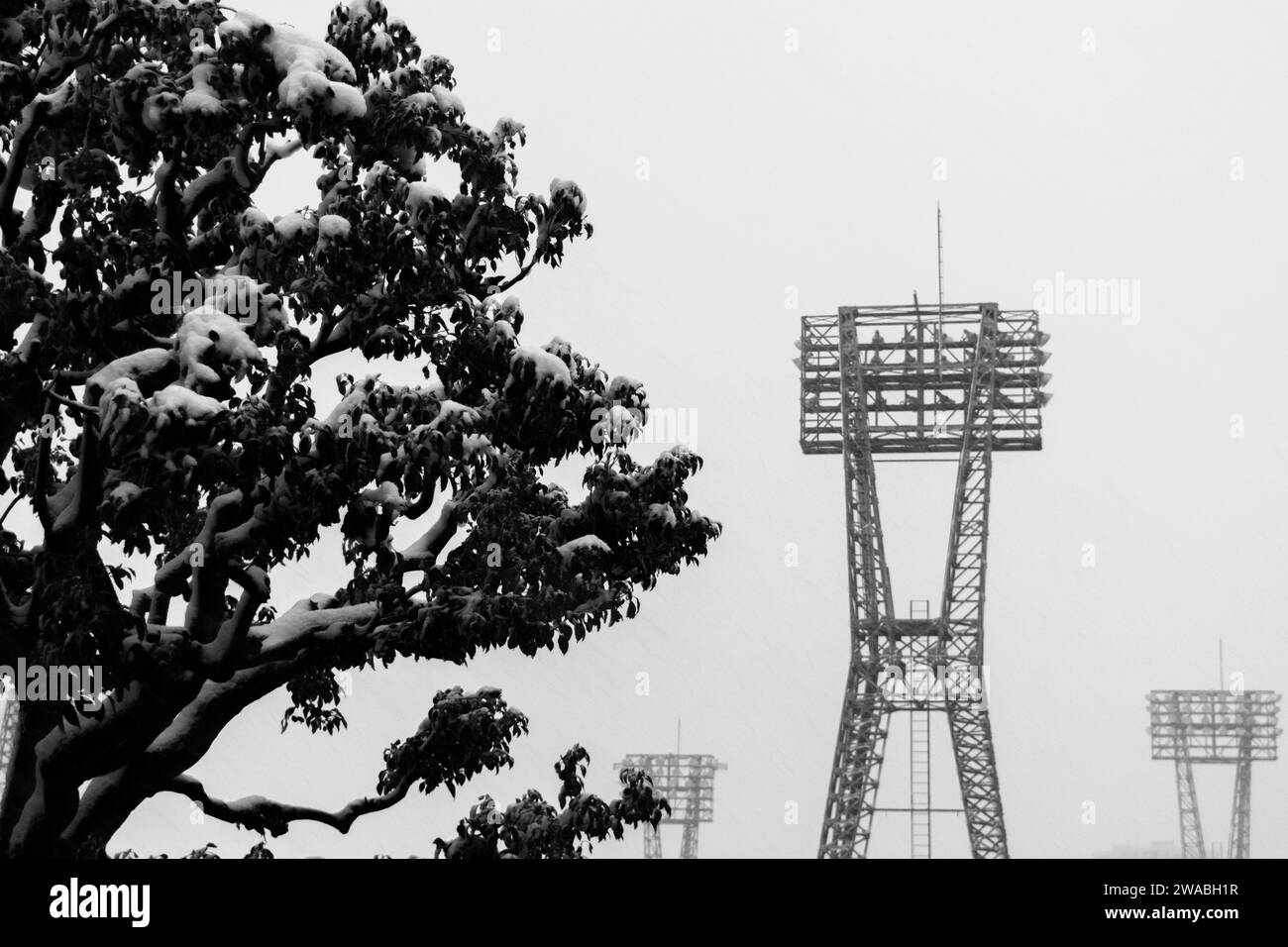 Tree stadium Black and White Stock Photos & Images - Alamy