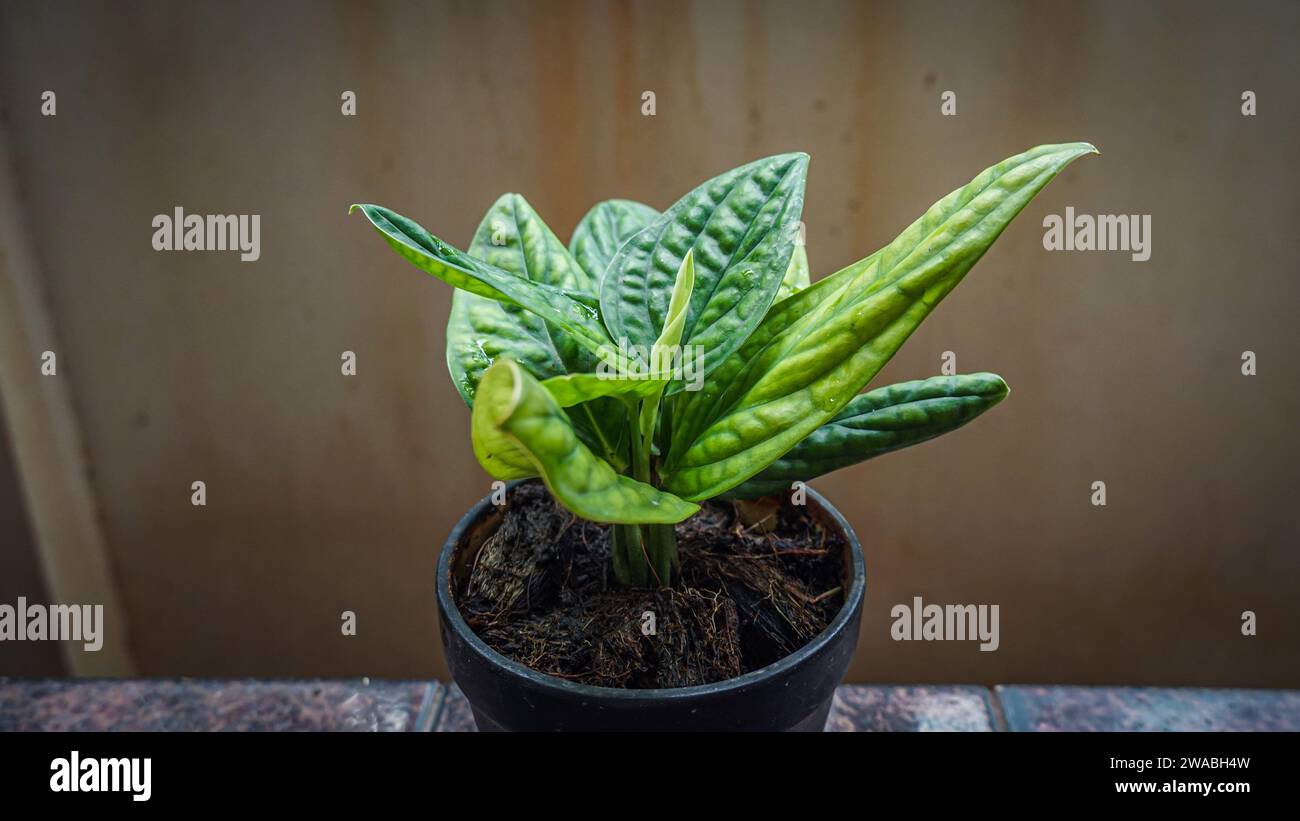 Monstera Karsteniana Leaves Green Foliage Houseplant. green leaves ...