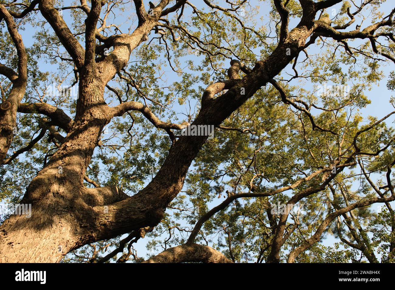 A view from below looking up through the branches of a tree on a sunny ...
