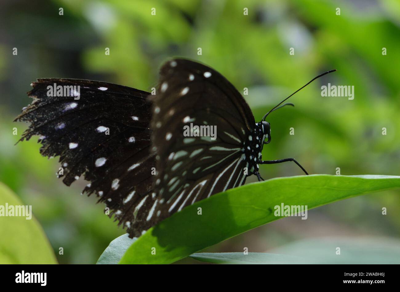 Black butterfly with white spots hi-res stock photography and images ...