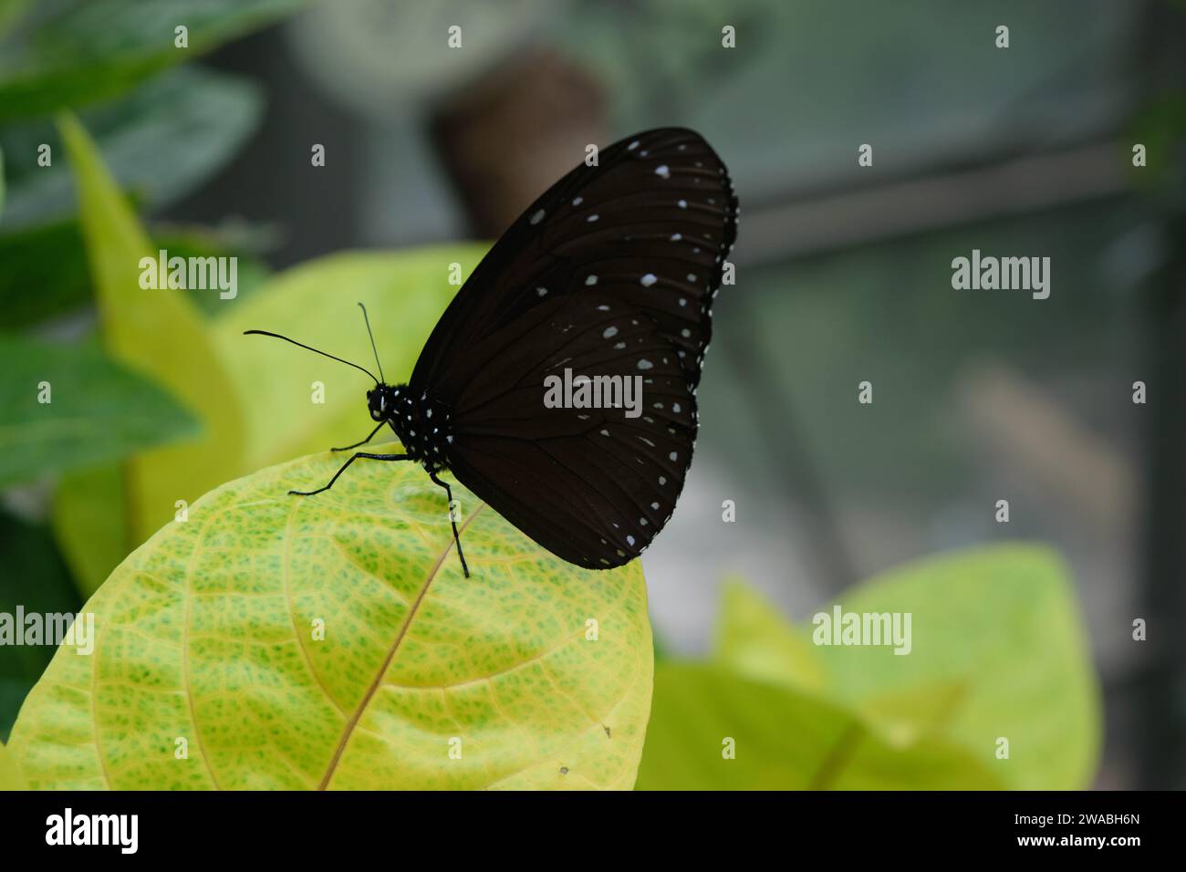 A black butterfly with white spots on a light green leaf Stock Photo ...