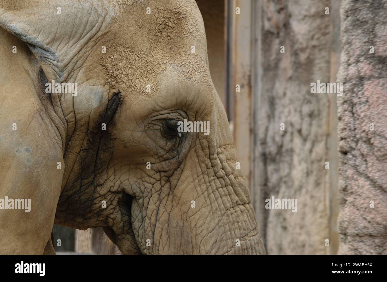 Elephant eye closed hi-res stock photography and images - Alamy