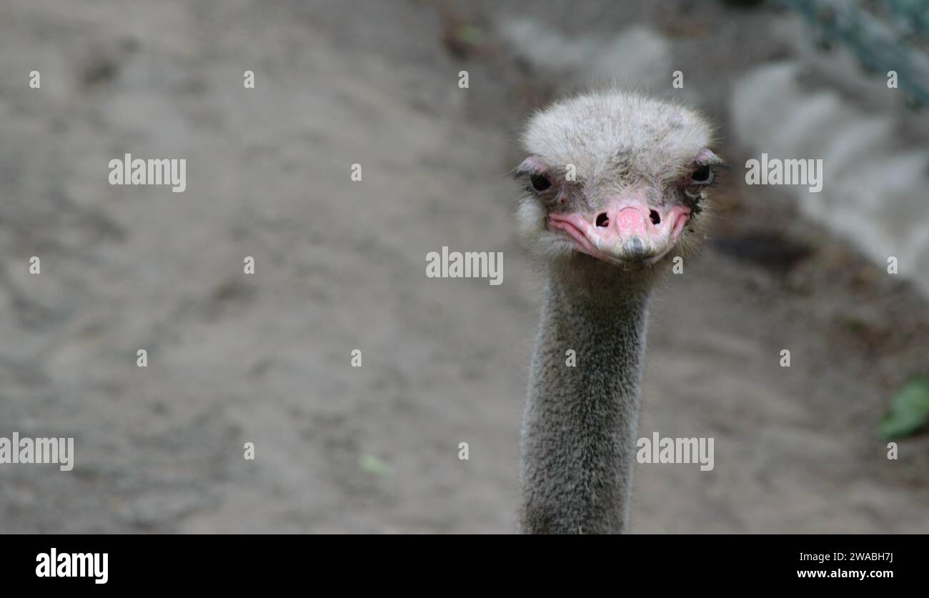 Curious emu head close-up with a blurred background Stock Photo - Alamy