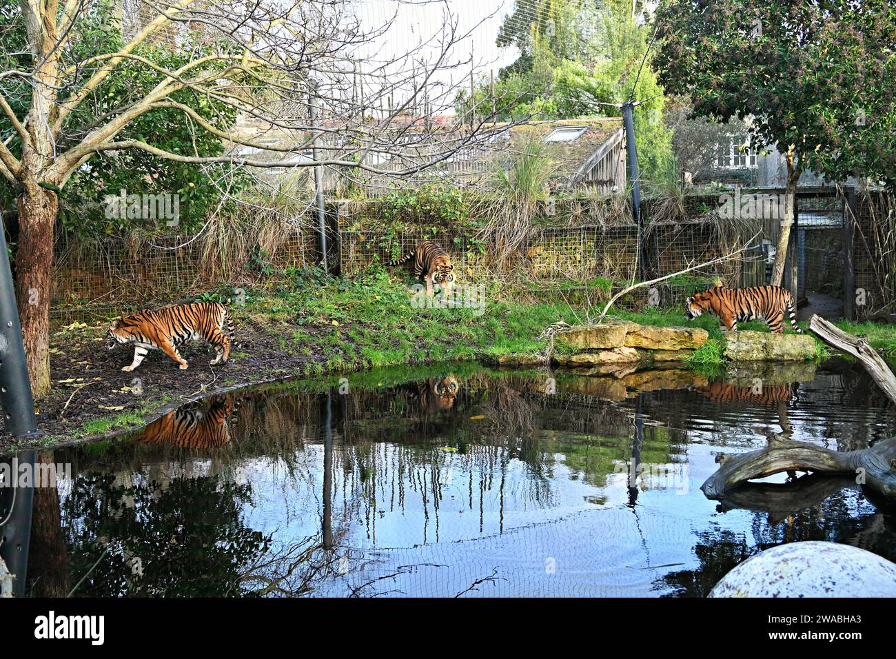 London, UK. 3rd Jan, 2024. Sumatran tigers during Annual Stocktake at ...