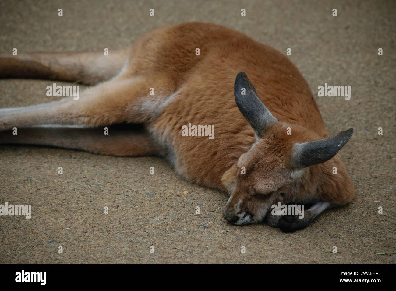 A wallaby lying down sleeping Stock Photo - Alamy