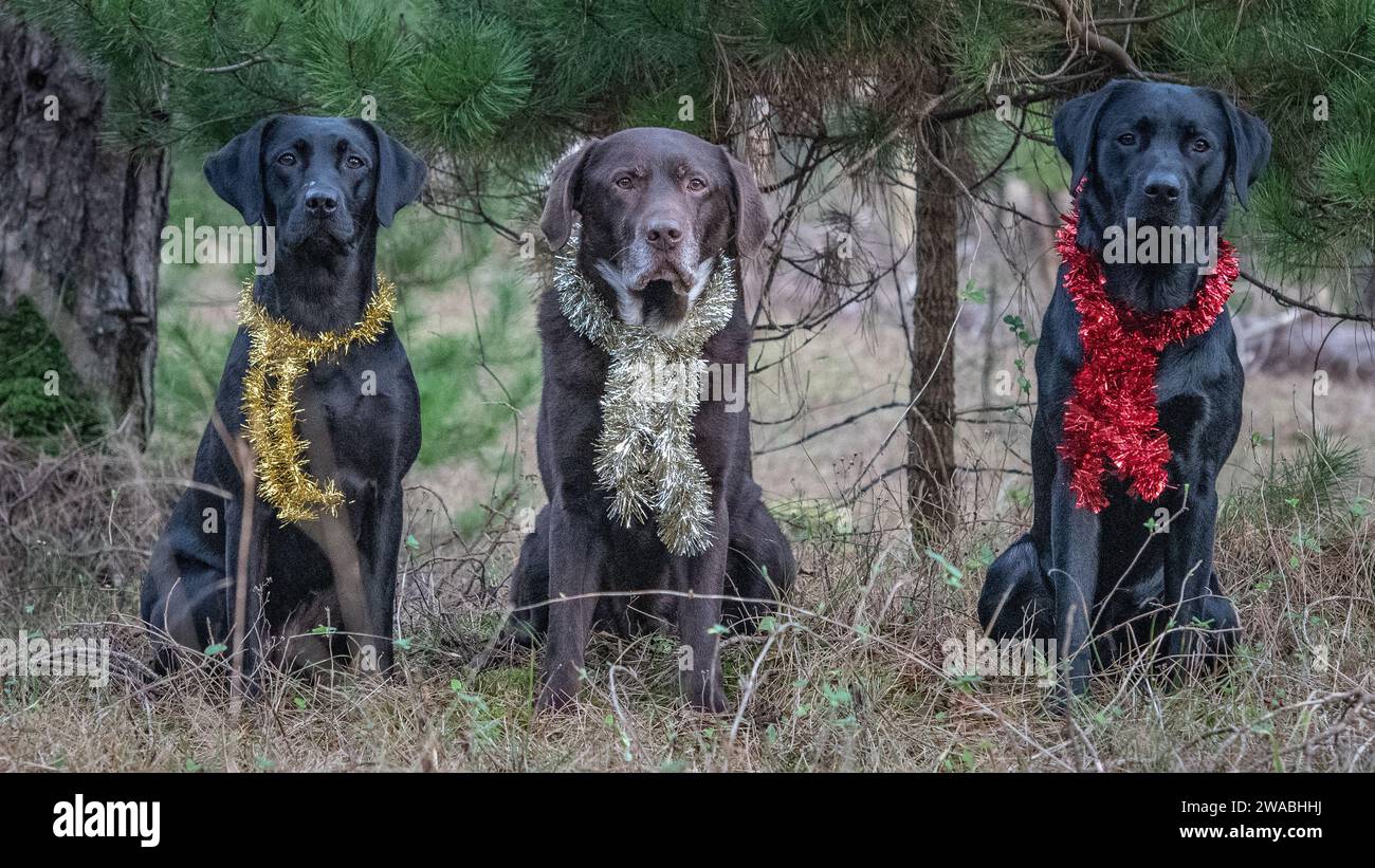 Black labrador in forest hi-res stock photography and images - Alamy