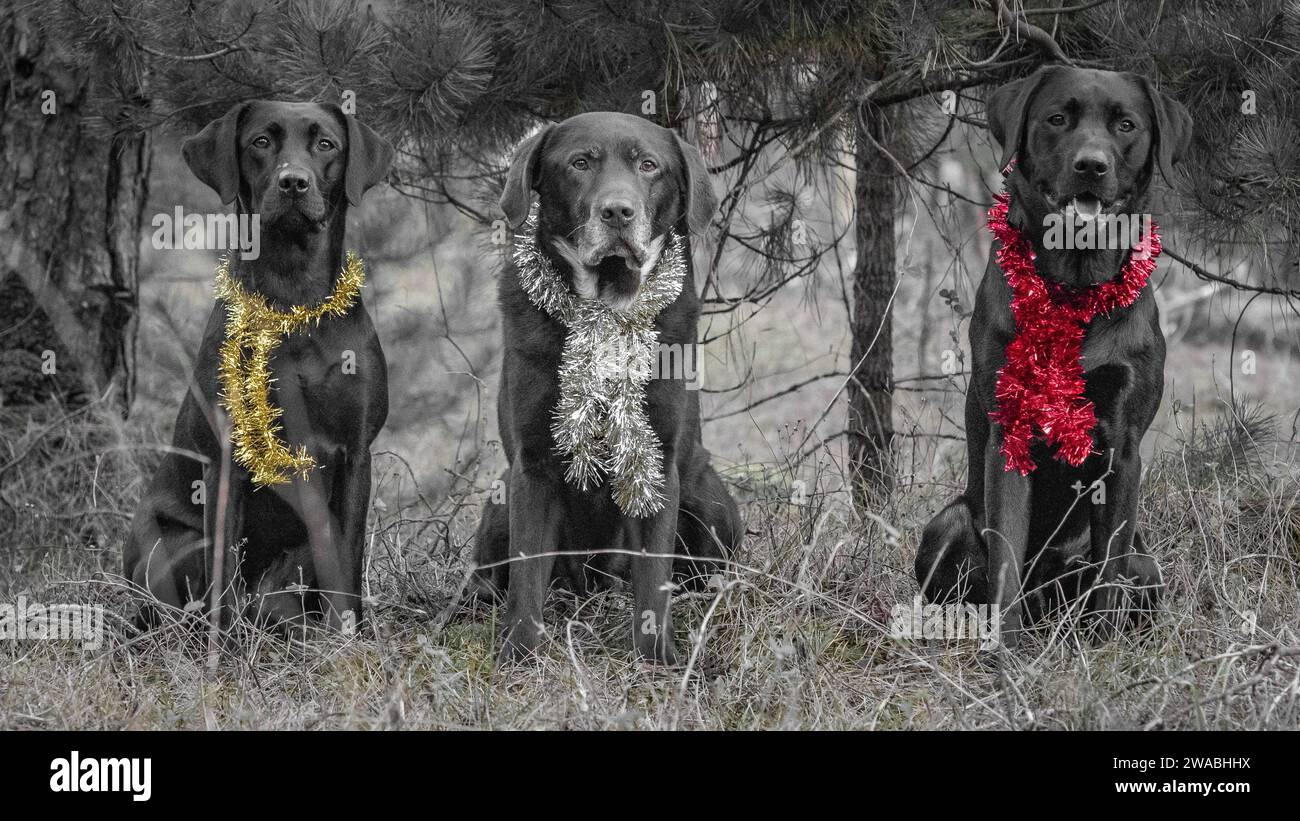 Labrador Retrievers posing for Christmas photographs Stock Photo - Alamy