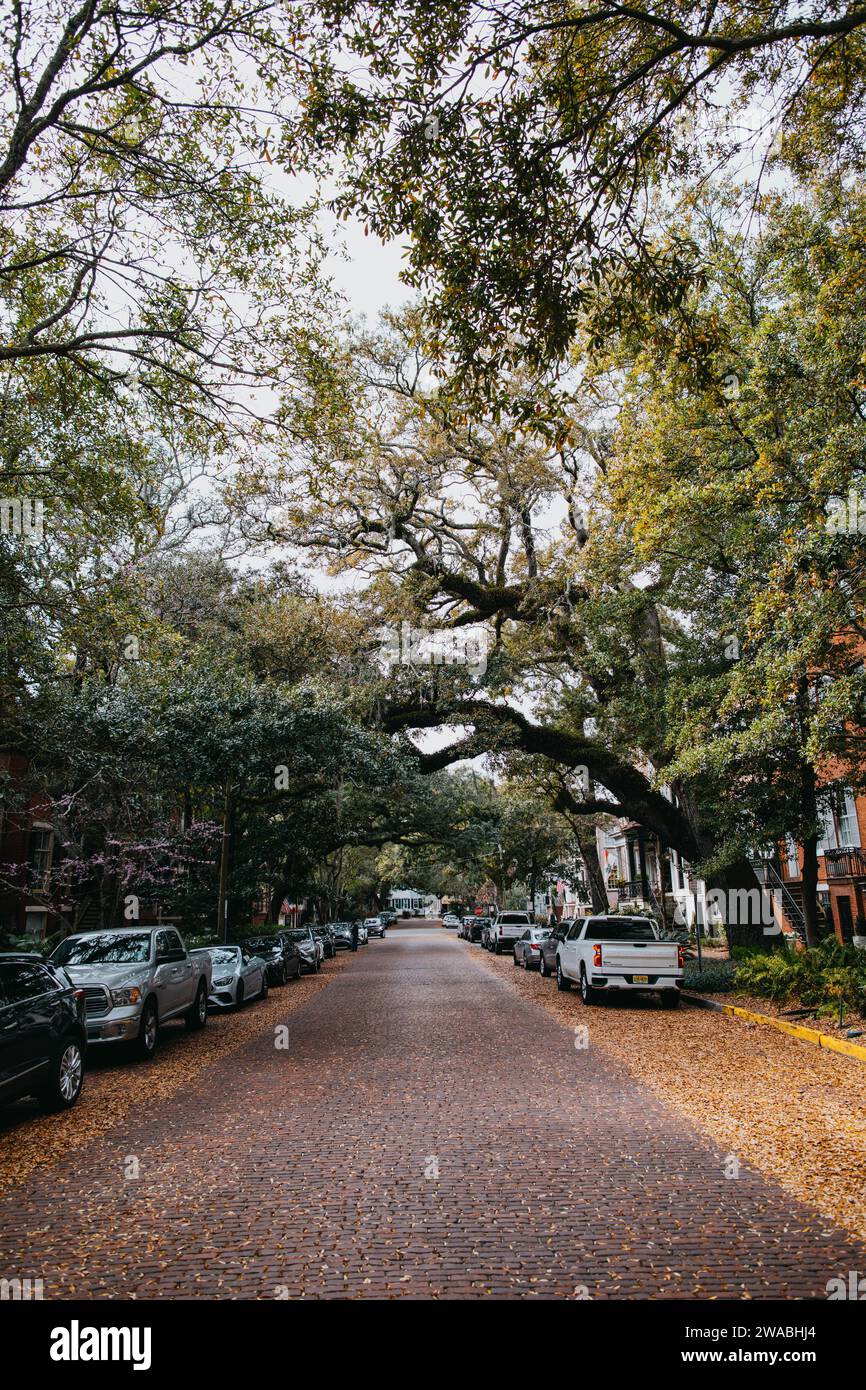 Tree canopy over a street in Savannah Georgia Stock Photo - Alamy