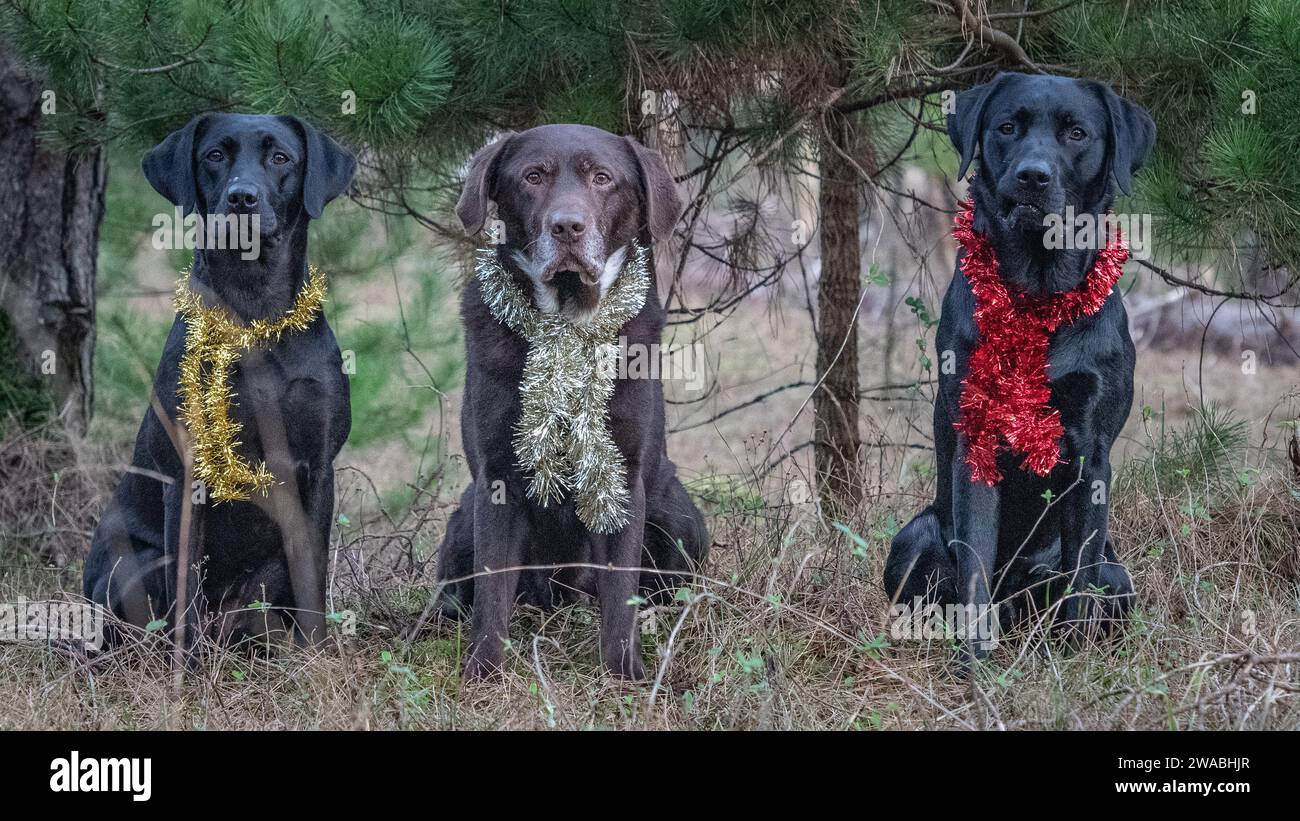 Labradors ion forest hi-res stock photography and images - Alamy