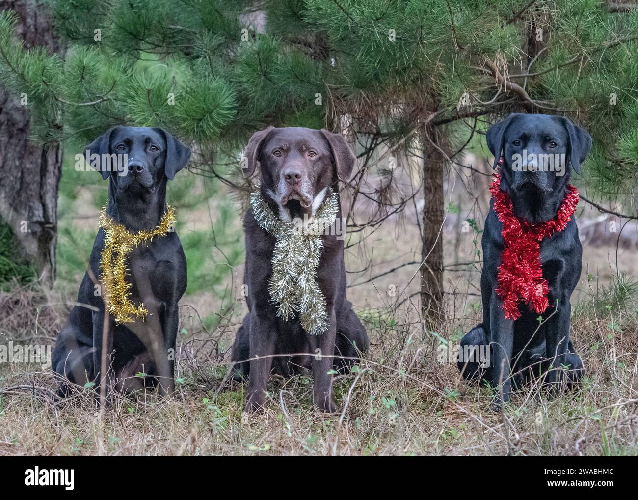 Labradors ion forest hi-res stock photography and images - Alamy