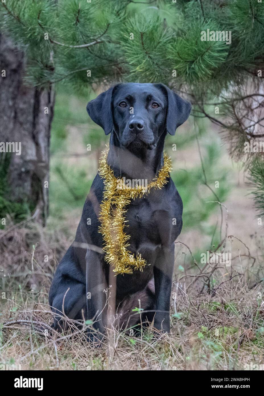 Christmas labradors hi-res stock photography and images - Alamy