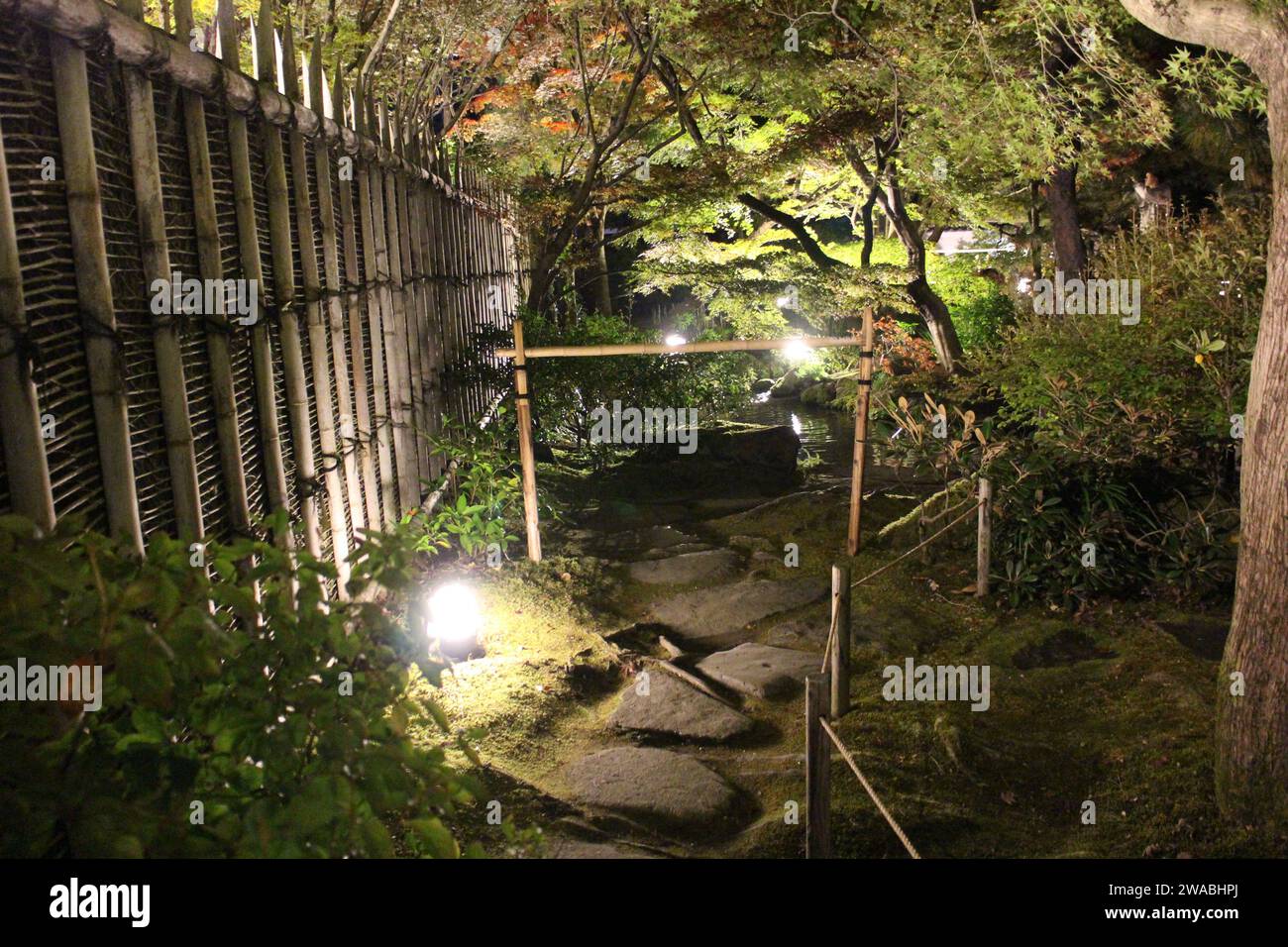 Autumn leaves and illumination in the Garden of Pine Trees in Koko-en ...