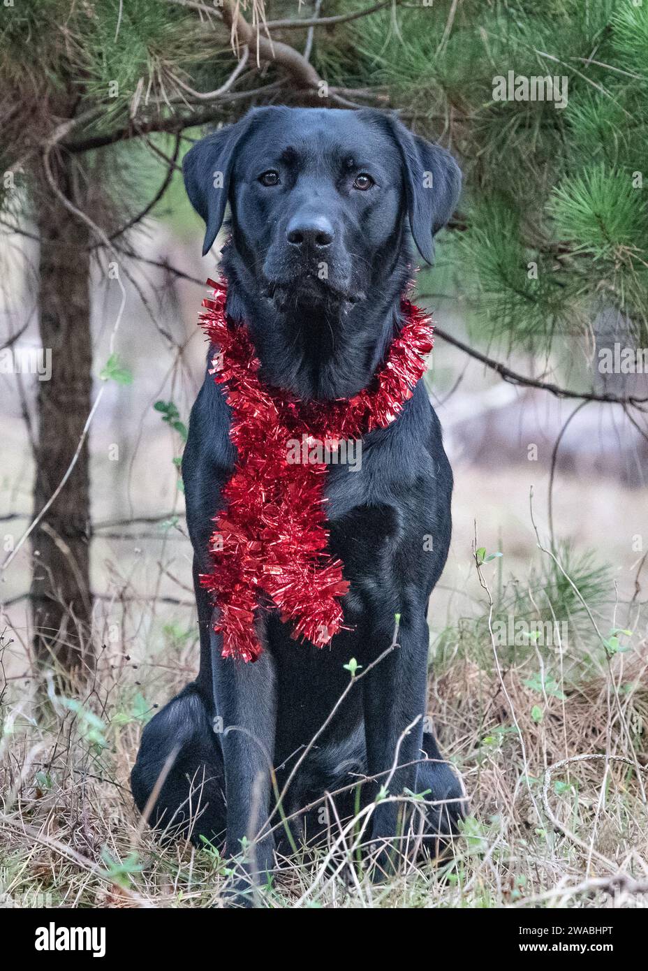 Christmas labradors hi-res stock photography and images - Alamy
