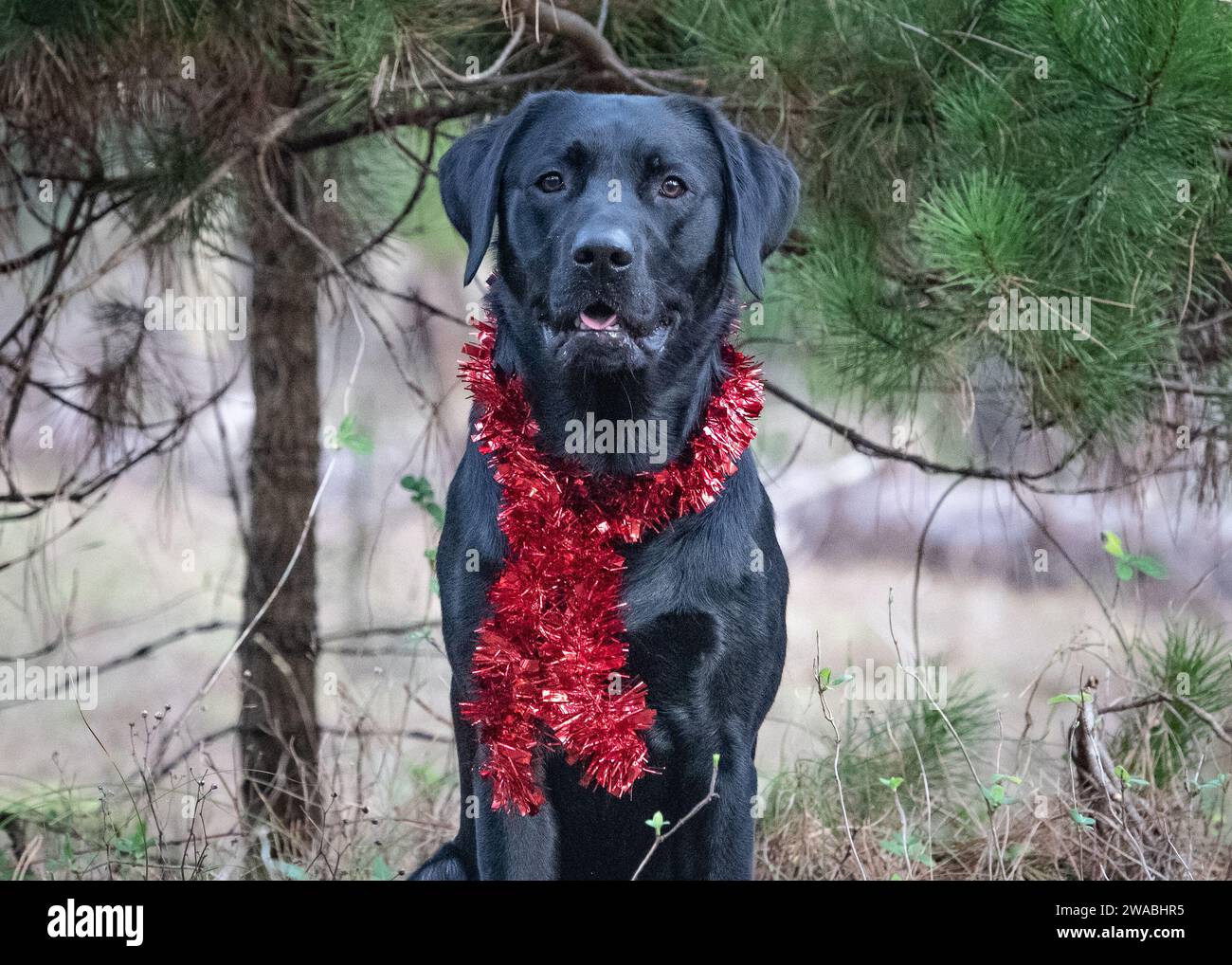 Labrador Retrievers posing for Christmas photographs Stock Photo - Alamy