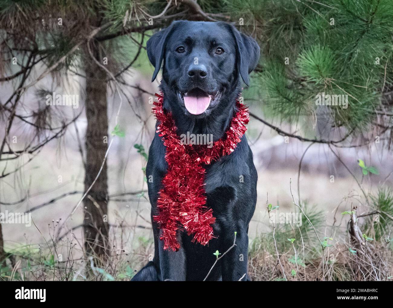 Labrador Retrievers posing for Christmas photographs Stock Photo - Alamy