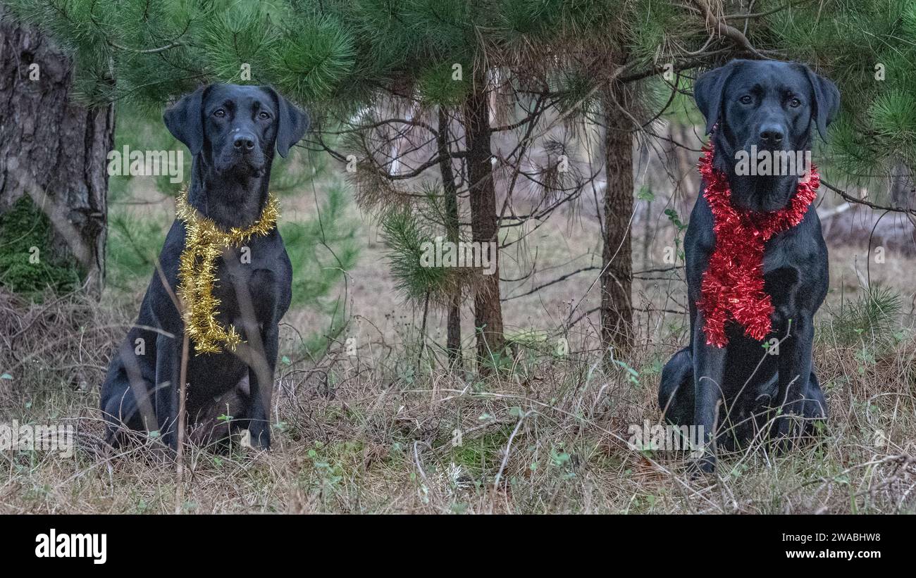 Labrador Retrievers posing for Christmas photographs Stock Photo - Alamy