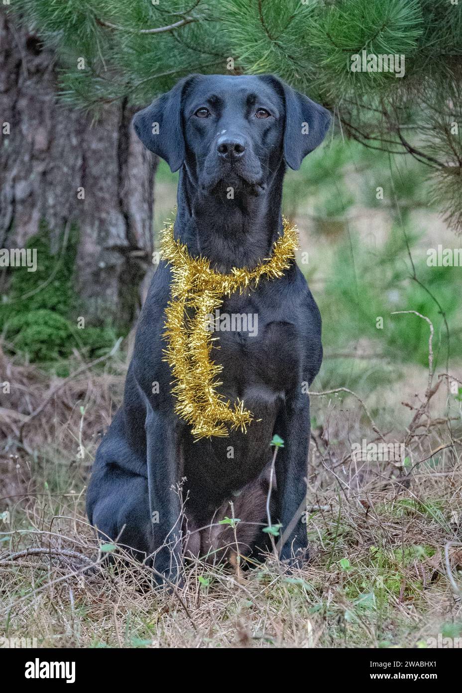 Labrador Retrievers posing for Christmas photographs Stock Photo - Alamy