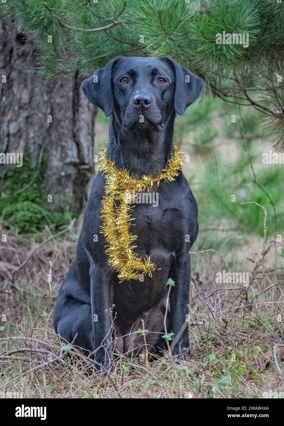 Christmas labradors hi-res stock photography and images - Alamy
