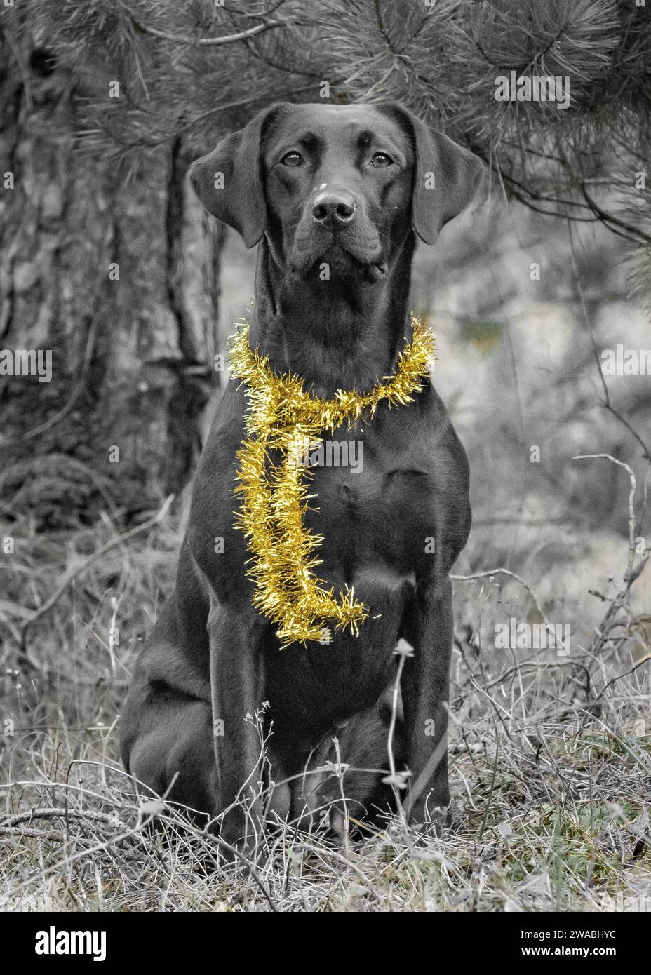 Labradors ion forest hi-res stock photography and images - Alamy