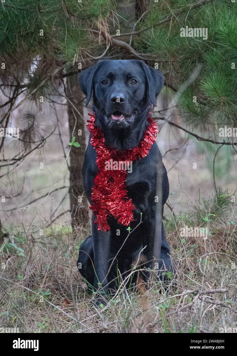 Christmas labradors hi-res stock photography and images - Alamy