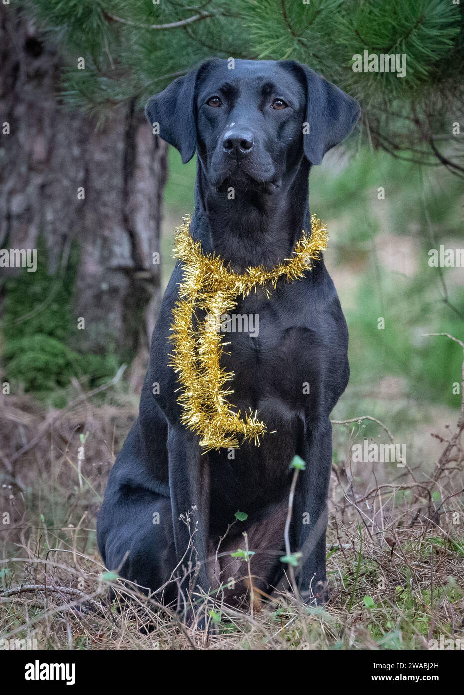 Labradors ion forest hi-res stock photography and images - Alamy