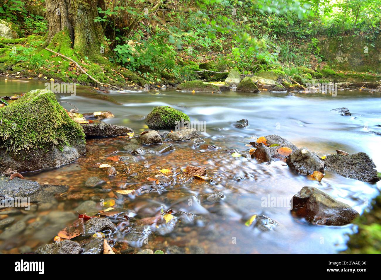 Natural scenery of a flowing stream of in the forest Stock Photo - Alamy