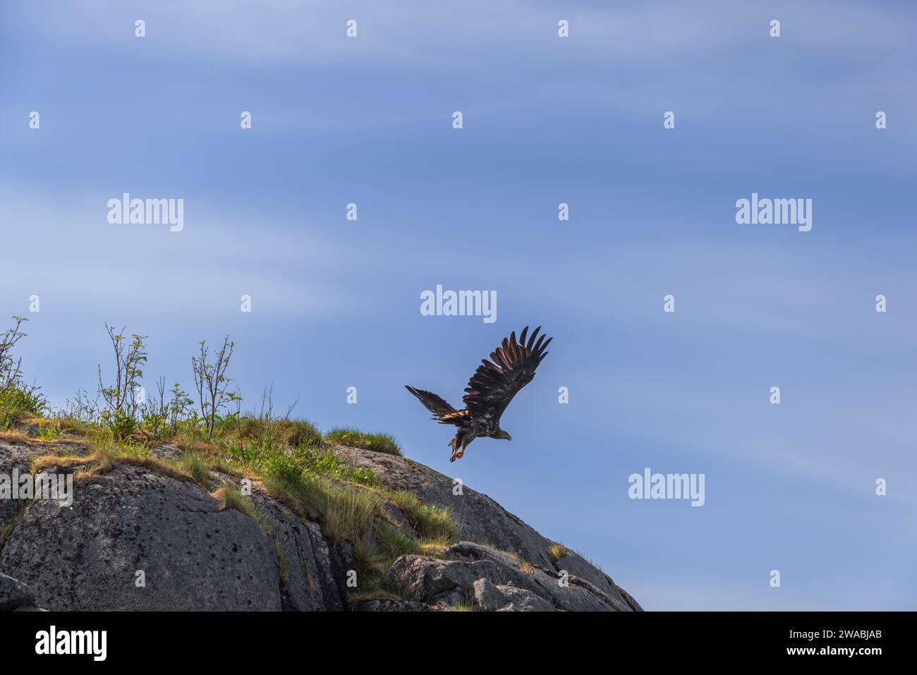 Expansive wingspan hi-res stock photography and images - Alamy