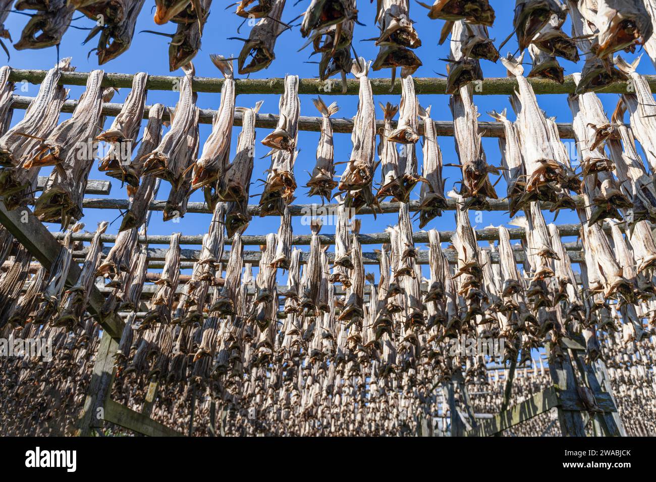 Rows of cod drying on wooden racks in the Lofoten Islands, a key ...
