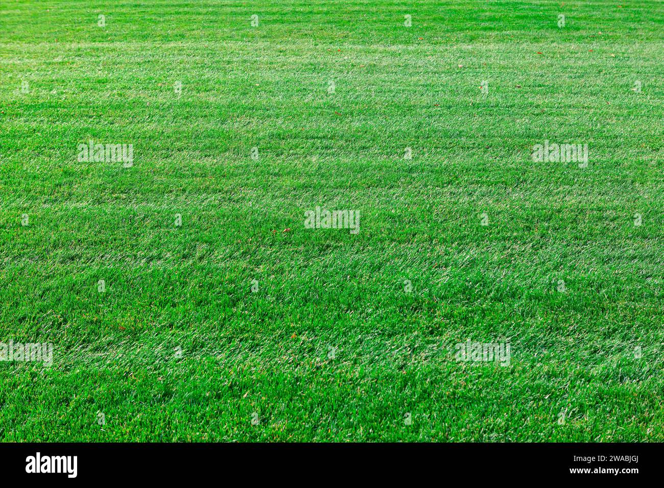Green grass background texture. Vibrant Greenery Texture for Background ...
