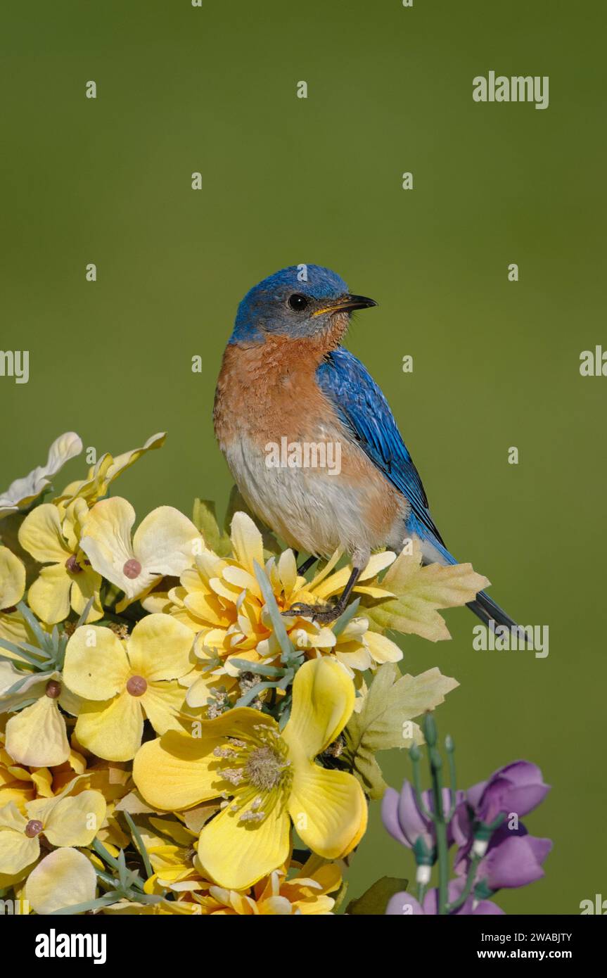 Bayckyard birds hi-res stock photography and images - Alamy