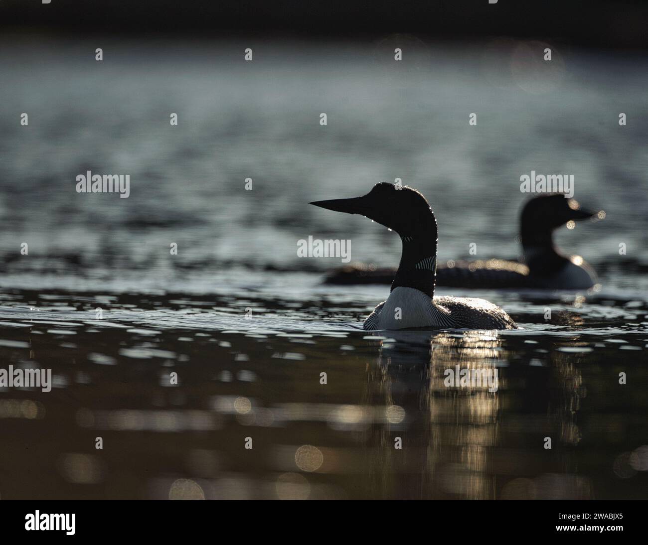 Common Loon swimming on a river Stock Photo - Alamy