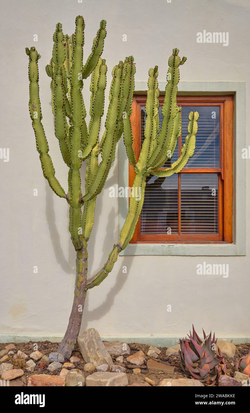 tall Branch cacti in rocky garden, next to house wall with mullion window Stock Photo - Alamy