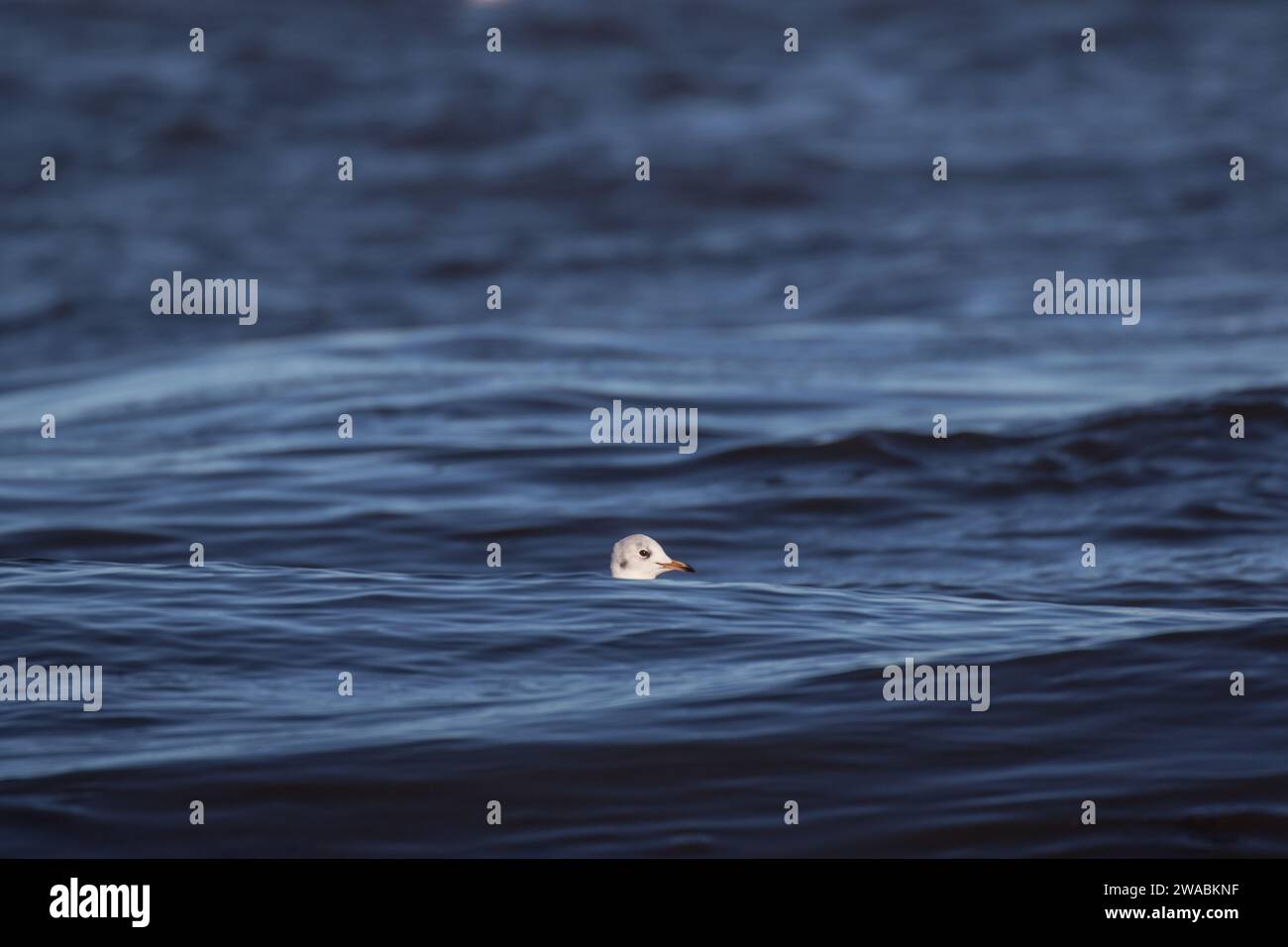 Black-headed gull riding the waves Stock Photo - Alamy