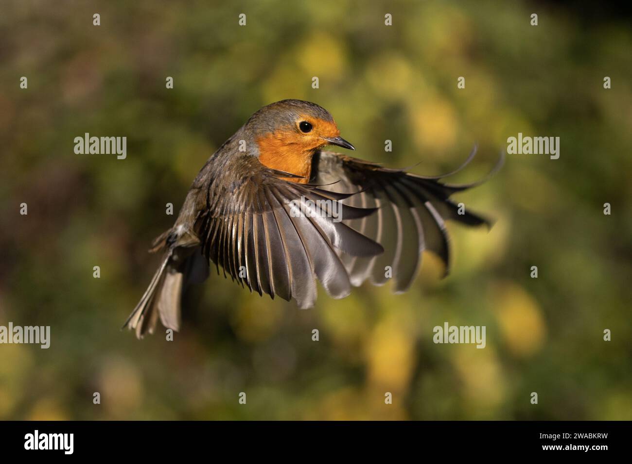 Robin (European) in flight Stock Photo - Alamy