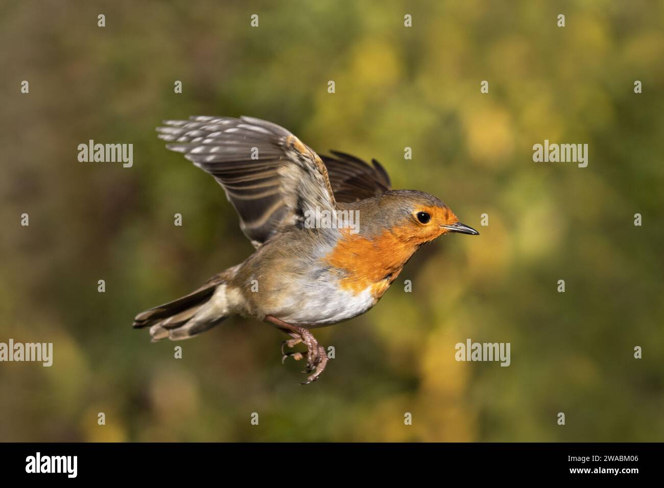 Robin (European) in flight Stock Photo - Alamy